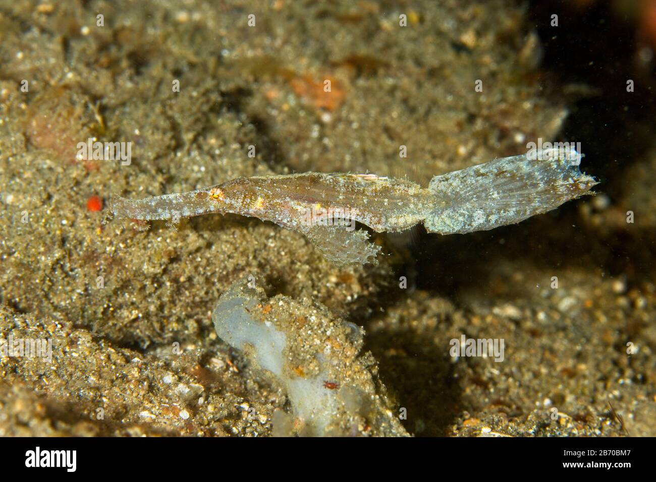 Robust Ghost Pipefish Solenostomus Cyanopterus High Resolution Stock ...