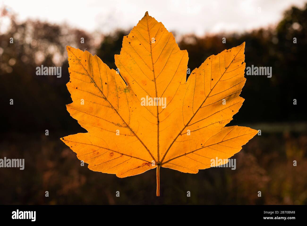 A maple leaf in the sunlight, a floating maple leaf, forest in ...