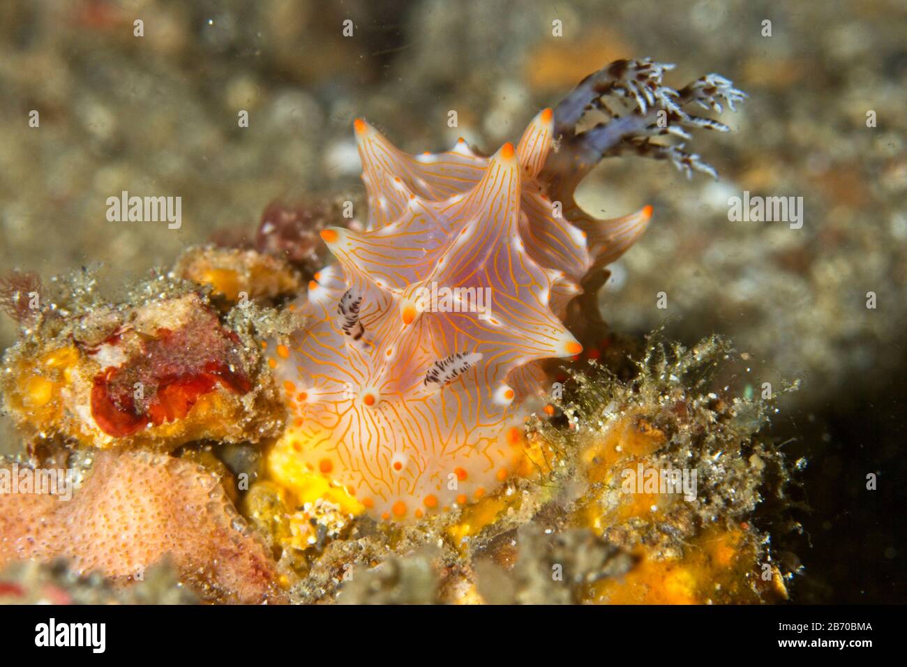 Halgerda batangas hi-res stock photography and images - Alamy