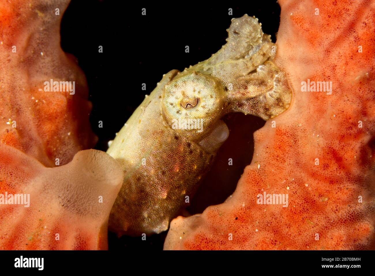 Pygmy cuttlefish (Sepia bandensis)hiding behind a sea sponge, Lembeh ...