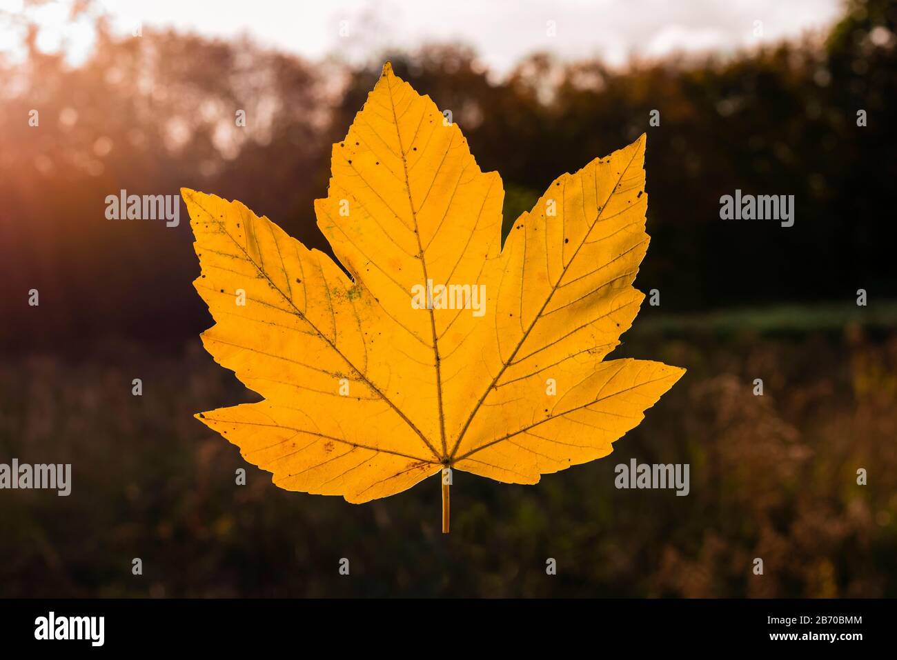 A maple leaf in the sunlight, a floating maple leaf, forest in ...