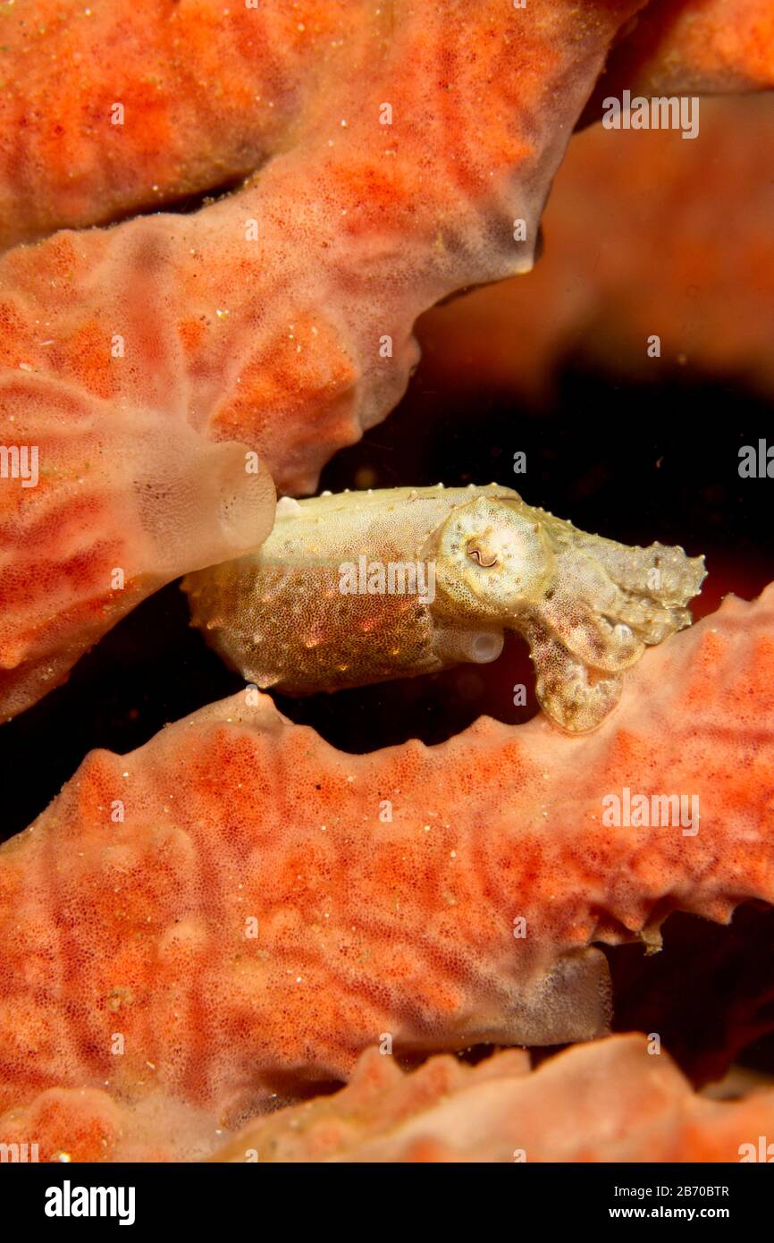 Pygmy cuttlefish (Sepia bandensis)hiding behind a sea sponge, Lembeh ...
