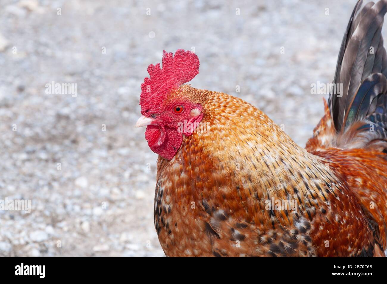 Domesticated traditional Cock facing the camera Stock Photo - Alamy