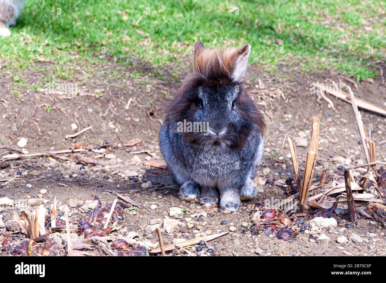 Hairy Rabbit High Resolution Stock Photography and Images - Alamy