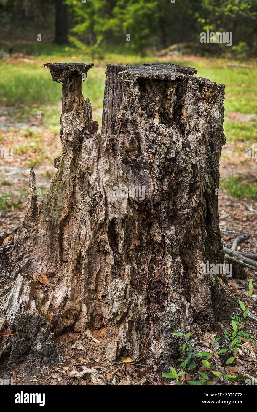 Old tree stump weathering away in North Florida Stock Photo - Alamy
