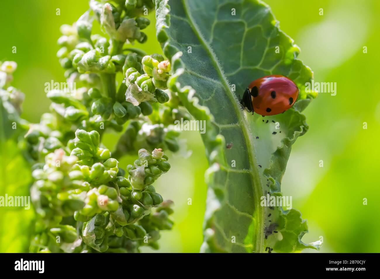 ladybugs on Flowers Rumex confertus Russian dock of horse sorrel close ...