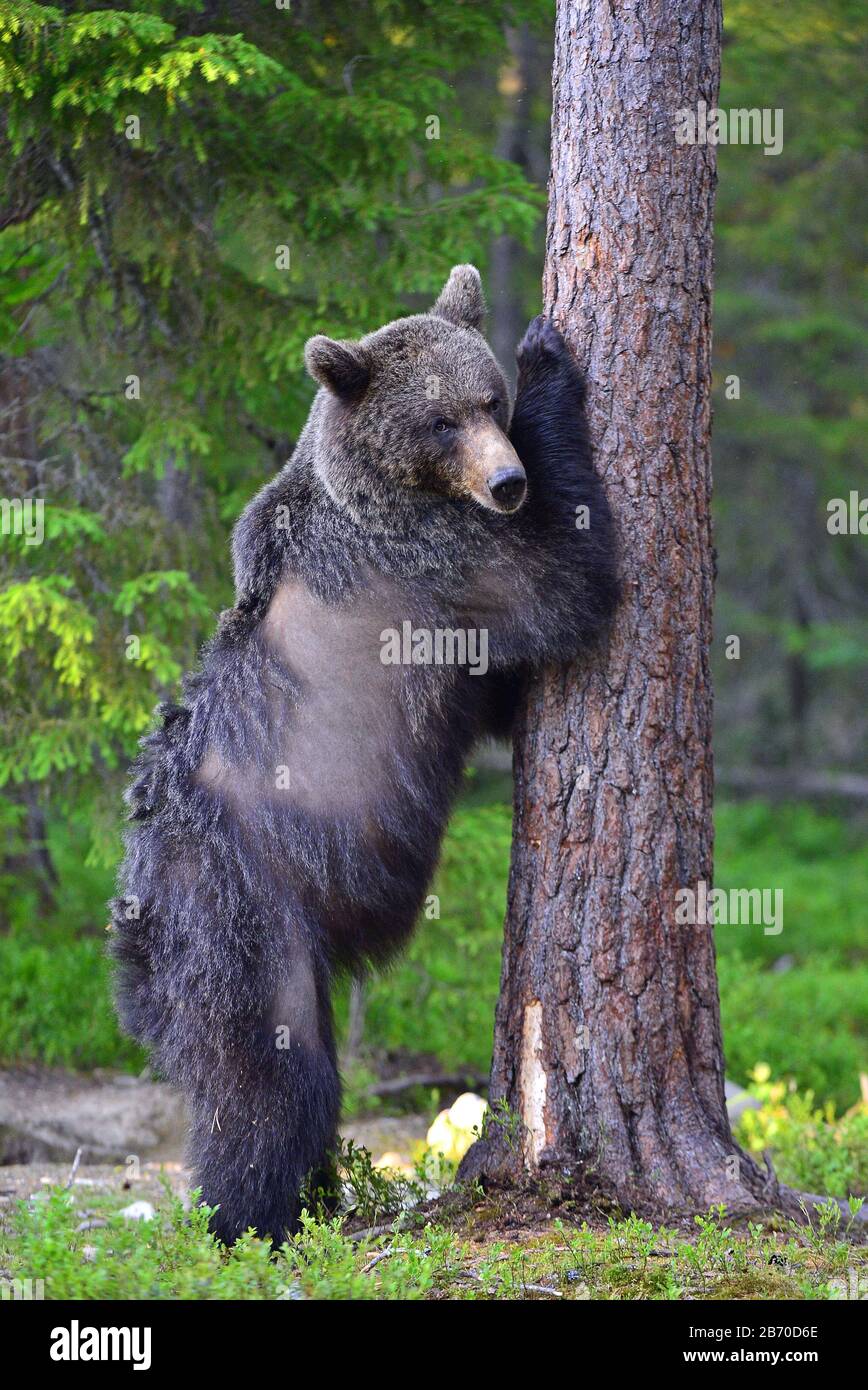 Brown bear standing up hi-res stock photography and images - Alamy