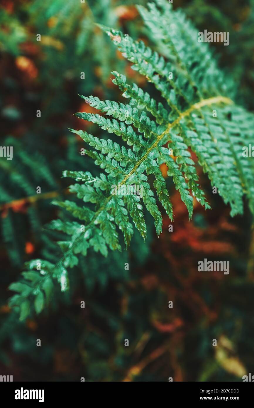 Silver fern from above new zealand hi-res stock photography and images ...
