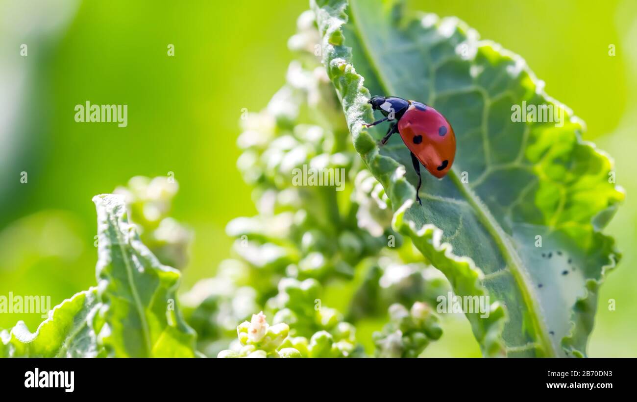 ladybugs on Flowers Rumex confertus Russian dock of horse sorrel close ...
