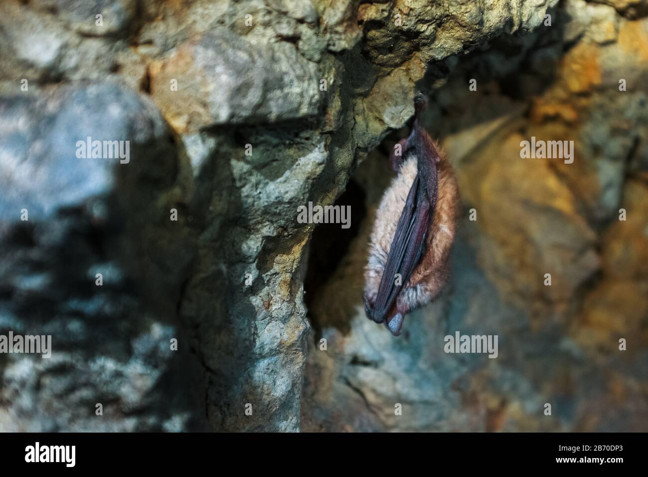 Brown Bat High Resolution Stock Photography and Images - Alamy