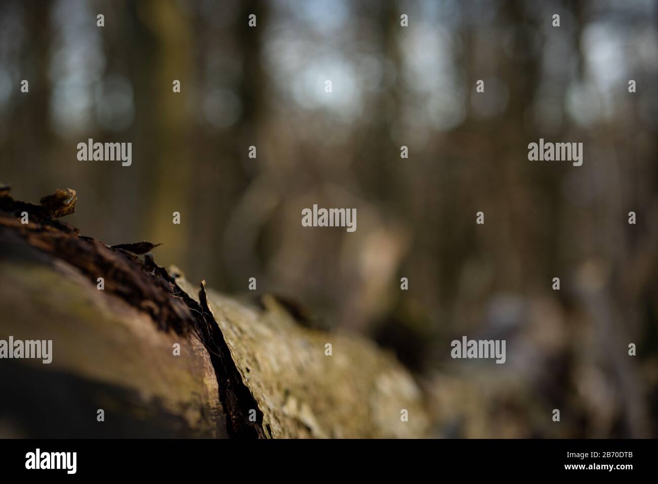 Fallen out of tree hi-res stock photography and images - Alamy