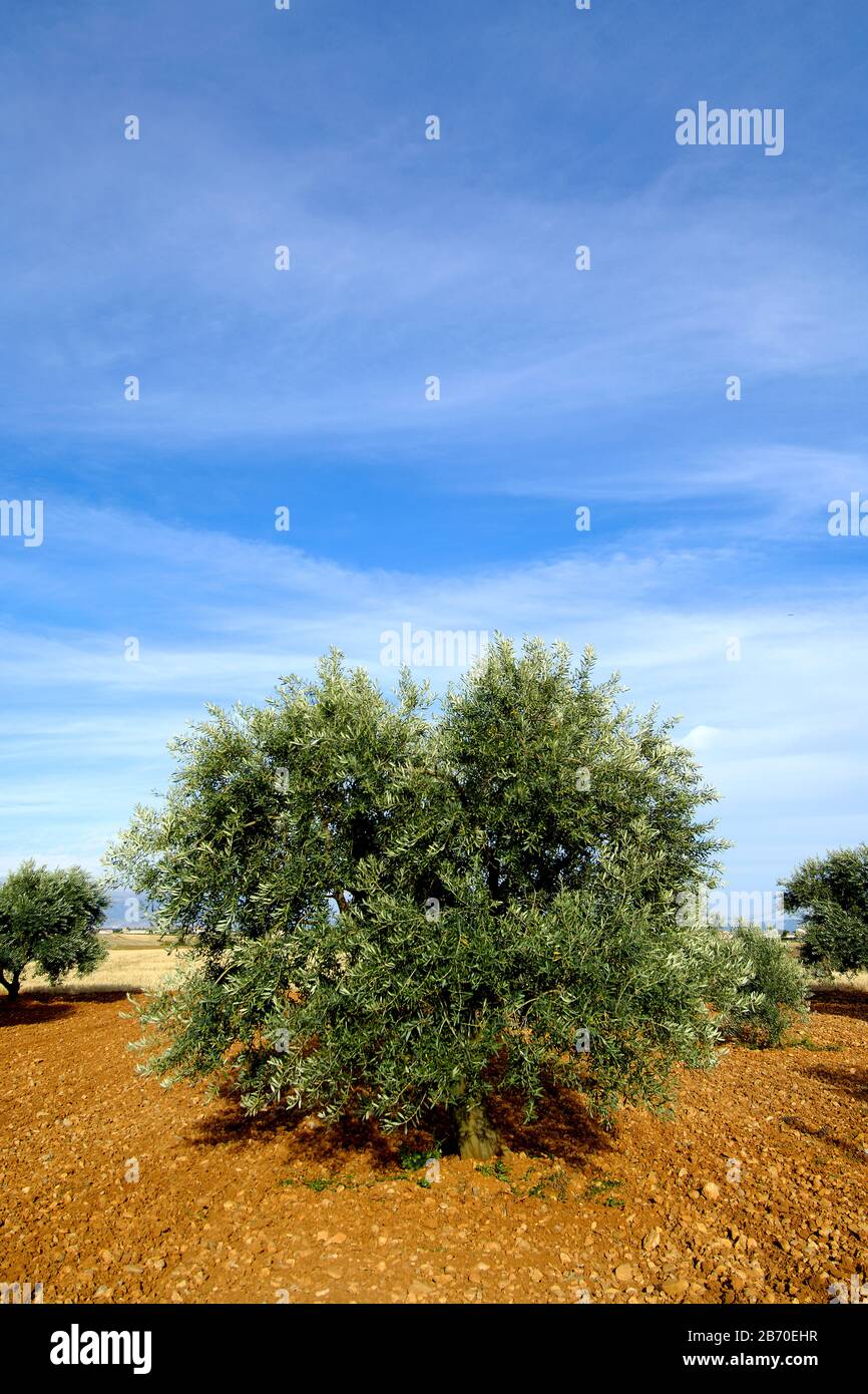 Historical olive tree in hi-res stock photography and images - Alamy