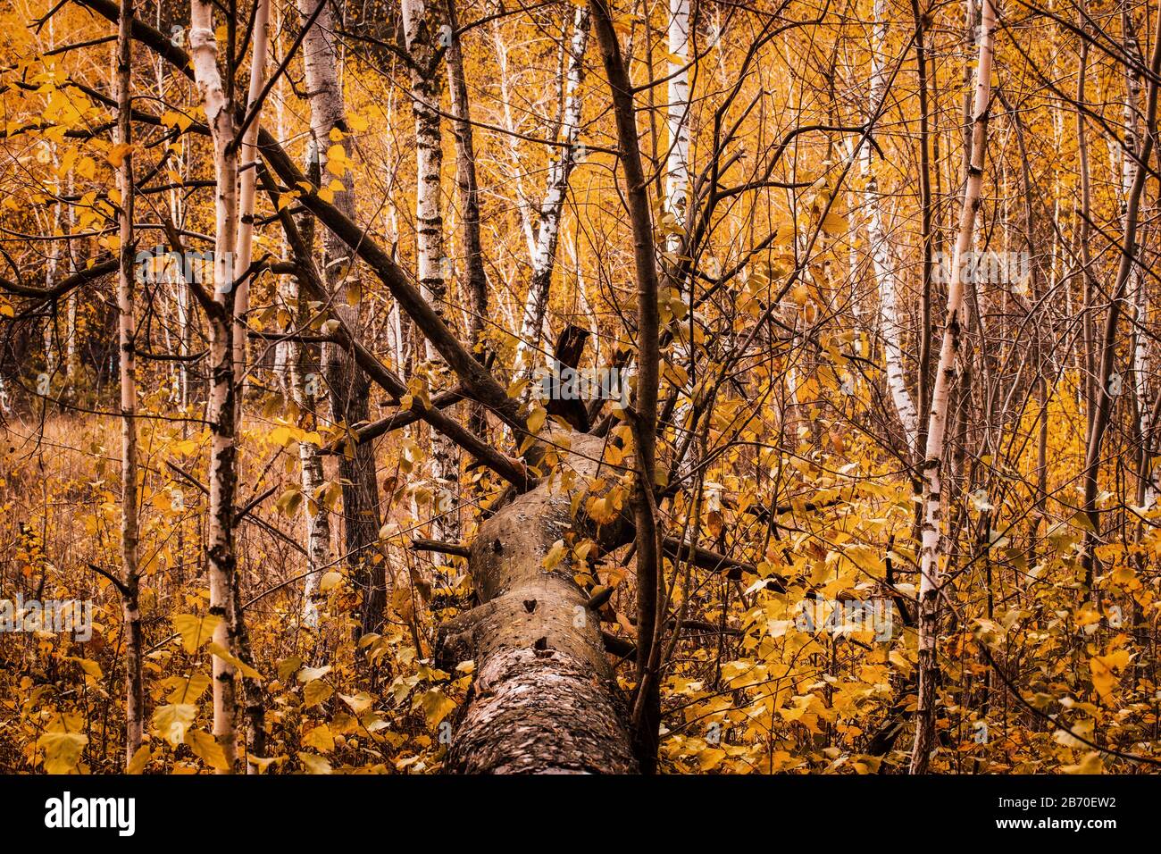 fallen thick tree in the middle of thin birch trees with orange leaves ...