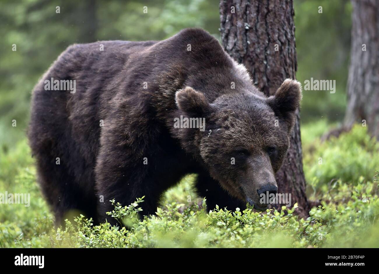 Big Adult Male of Brown bear in the summer forest. Scientific name ...