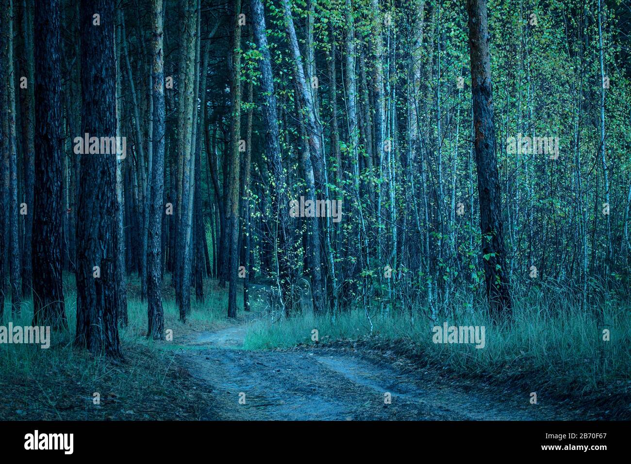 night mysterious forest with a trail running along a birch grove and ...