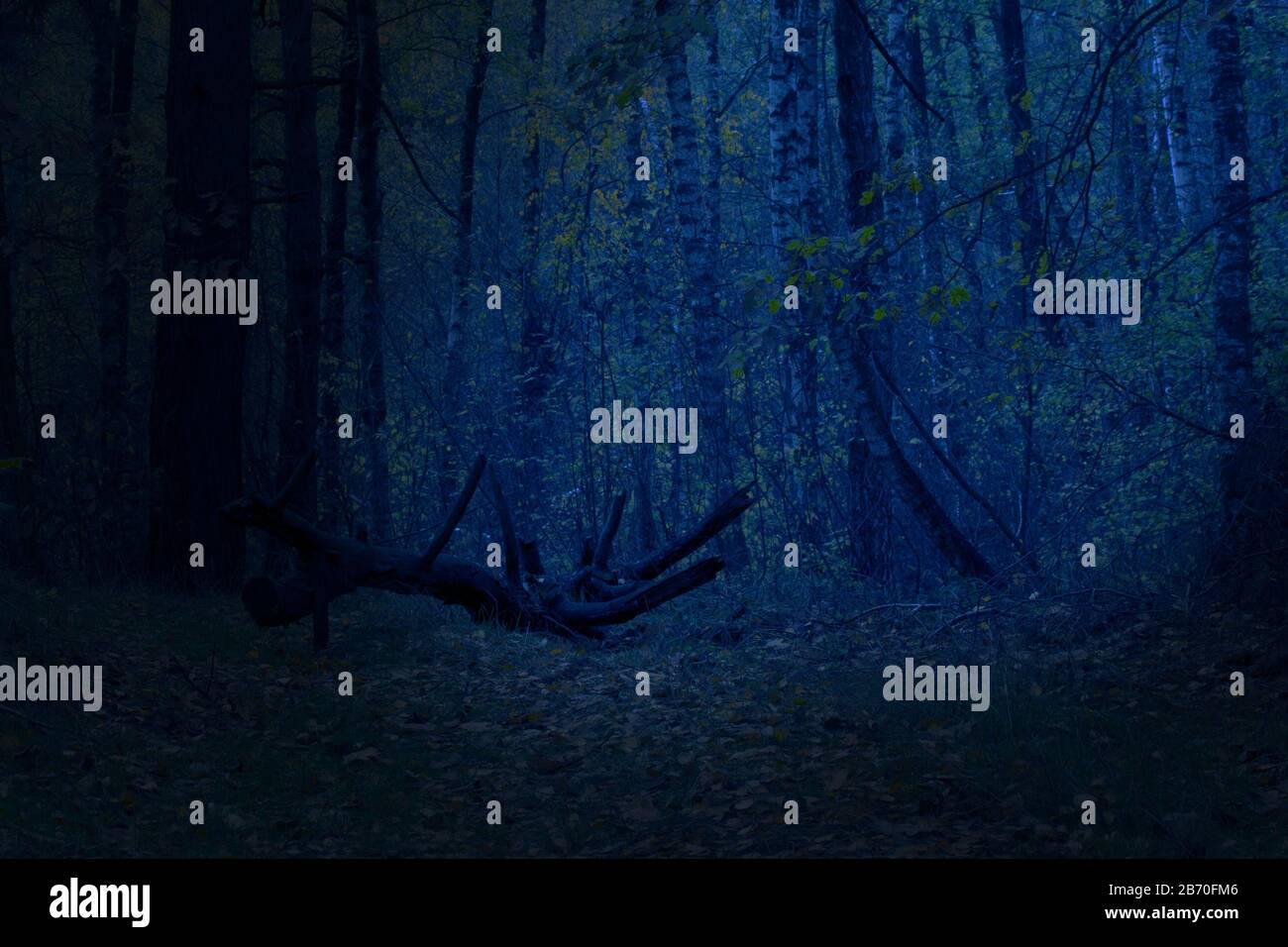 night mysterious and fantastic forest moonlight highlights the fallen ...