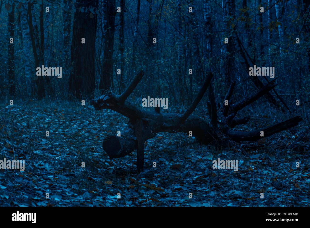 fallen tree in a mysterious night forest close up breathtaking ...