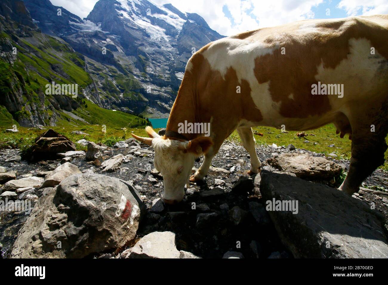 Cow in swiss alps Stock Photo - Alamy
