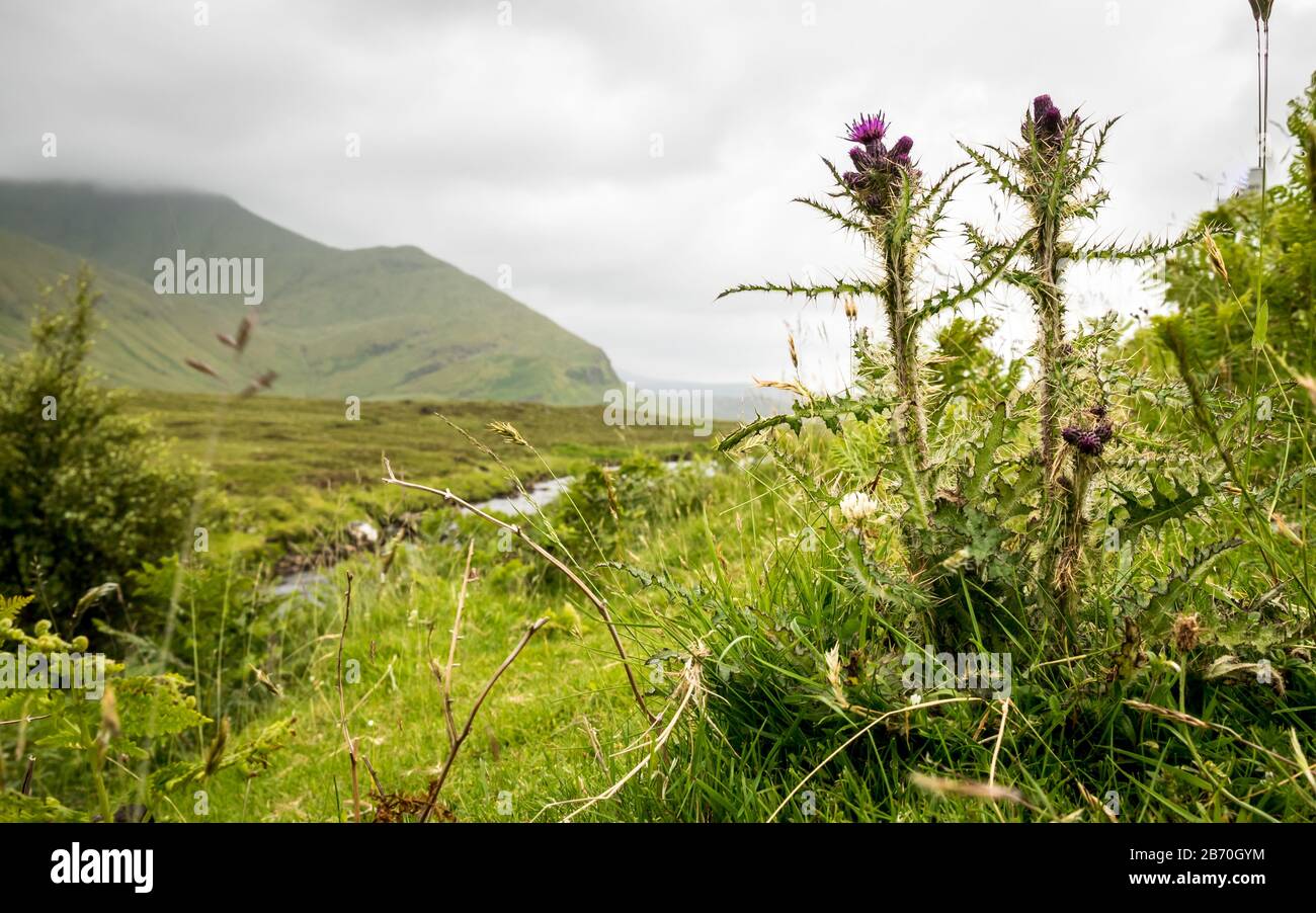 Thistle scotland emblem hi-res stock photography and images - Alamy