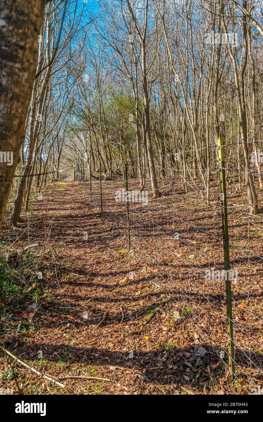 Fallen tree on wire hi-res stock photography and images - Alamy