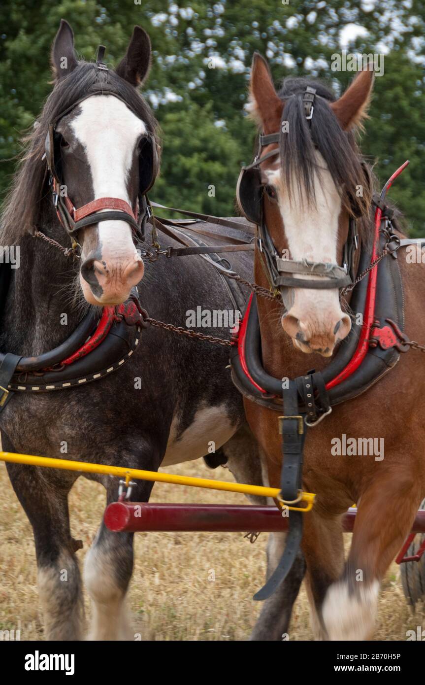 Working shire horse ploughing hi-res stock photography and images - Alamy