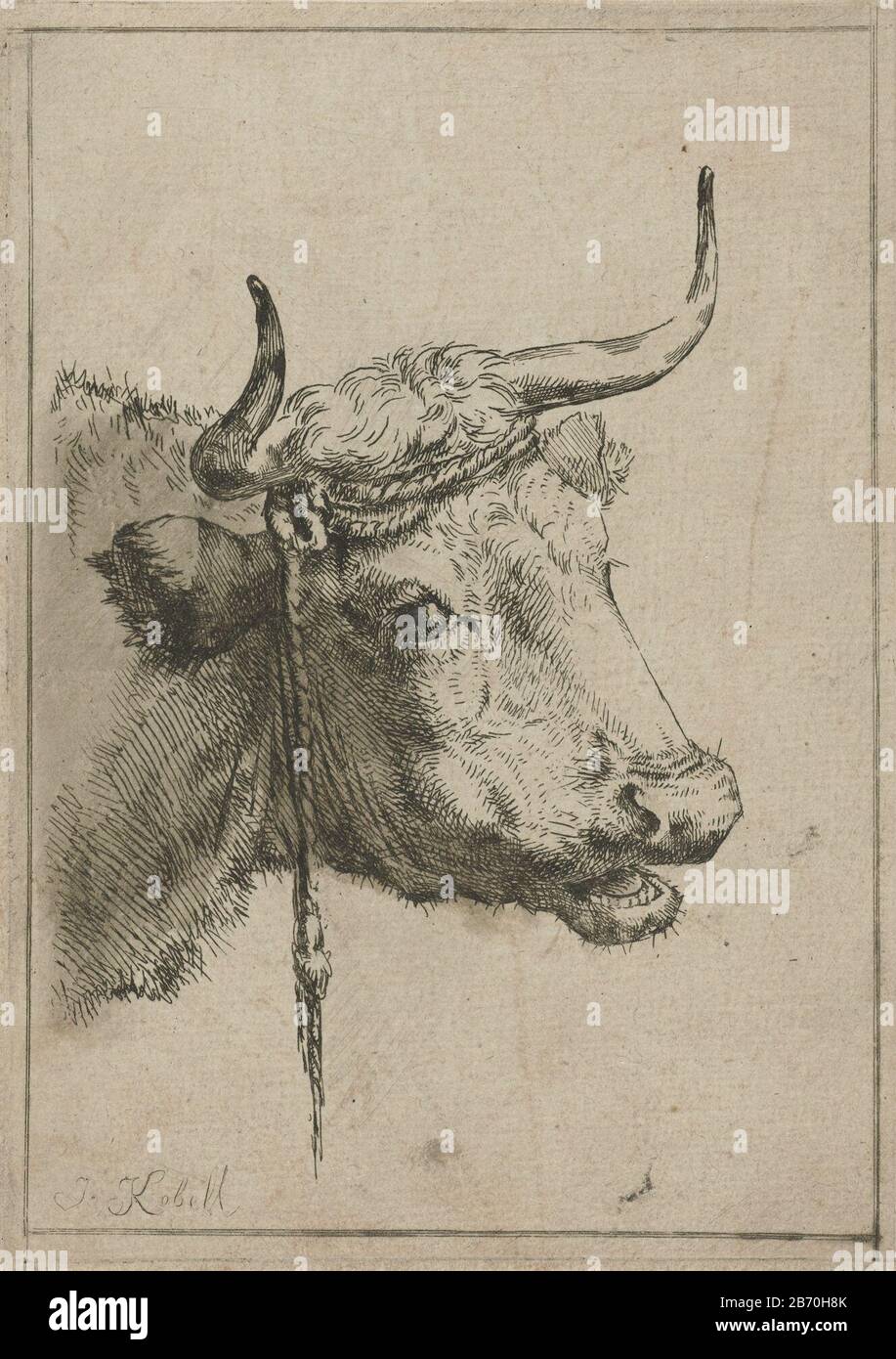 Kop van een koe The head of a cow in profile. The cow has opened its ...