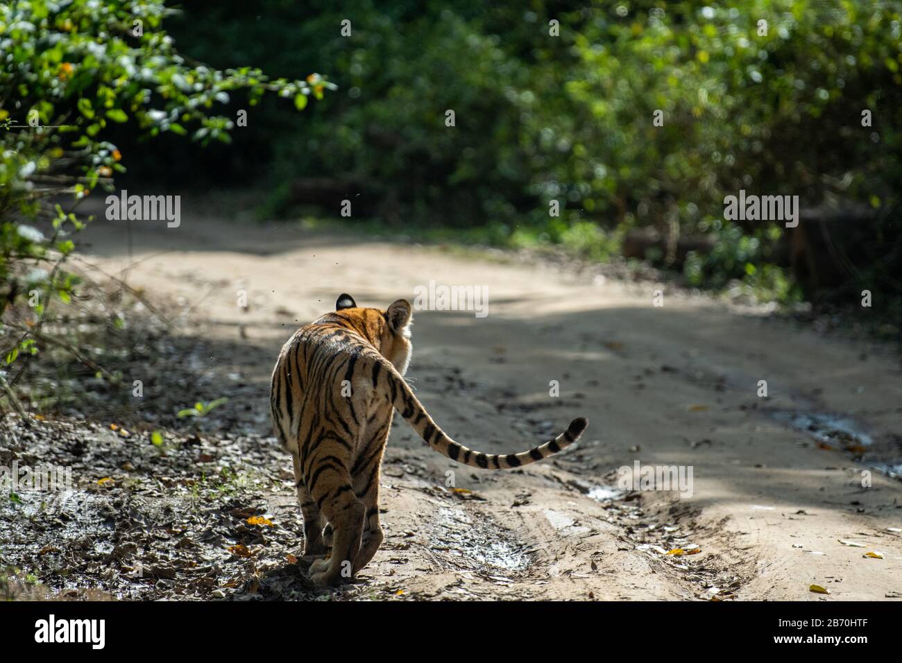 wild tiger from back side walking on jungle track in dhikala zone at ...