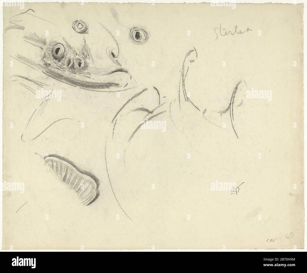 Kop van een sterlet en detailstudies van ogen, staart en vinnen Head of ...