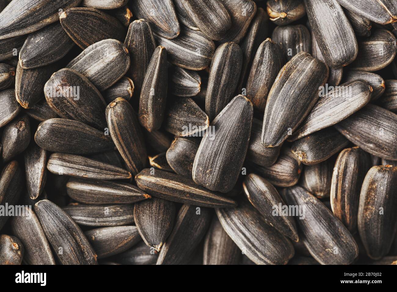 Sunflower seeds in the shell, Soft contrast. Texture, high detail. In ...