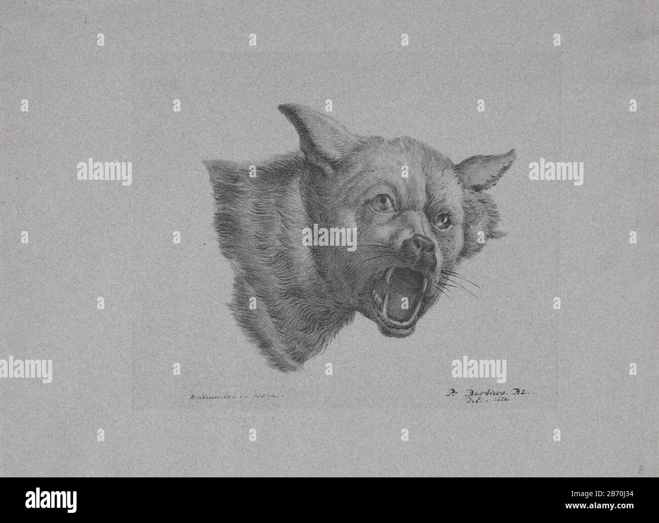 Een wolf hi-res stock photography and images - Alamy