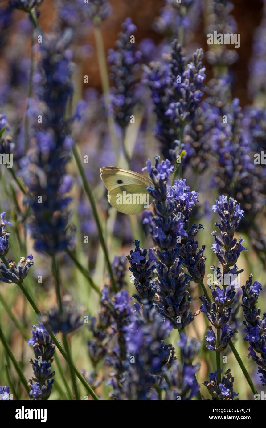 Butterfly on lavender with blue background hi-res stock photography and ...