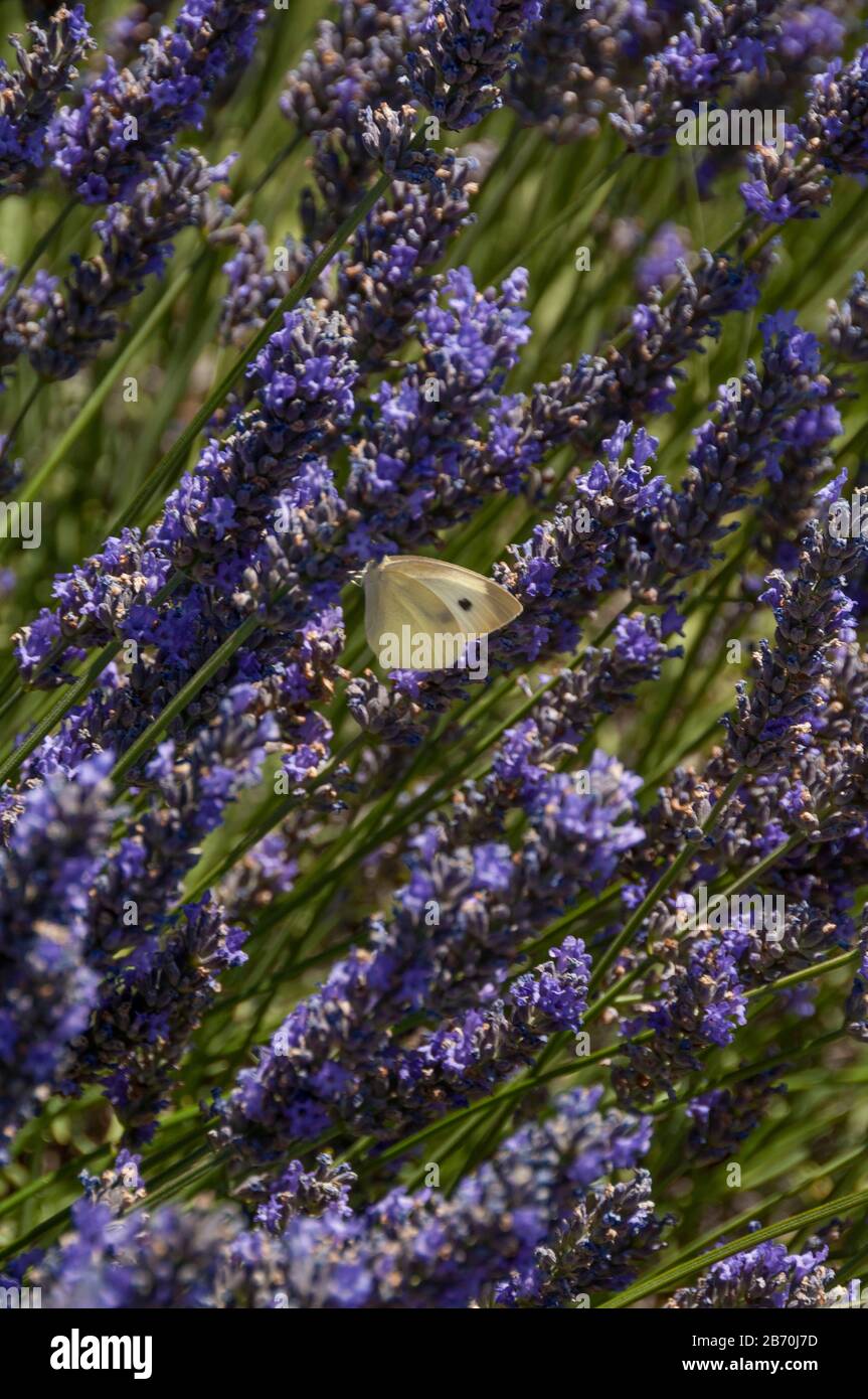 Butterfly on lavender with blue background hi-res stock photography and ...