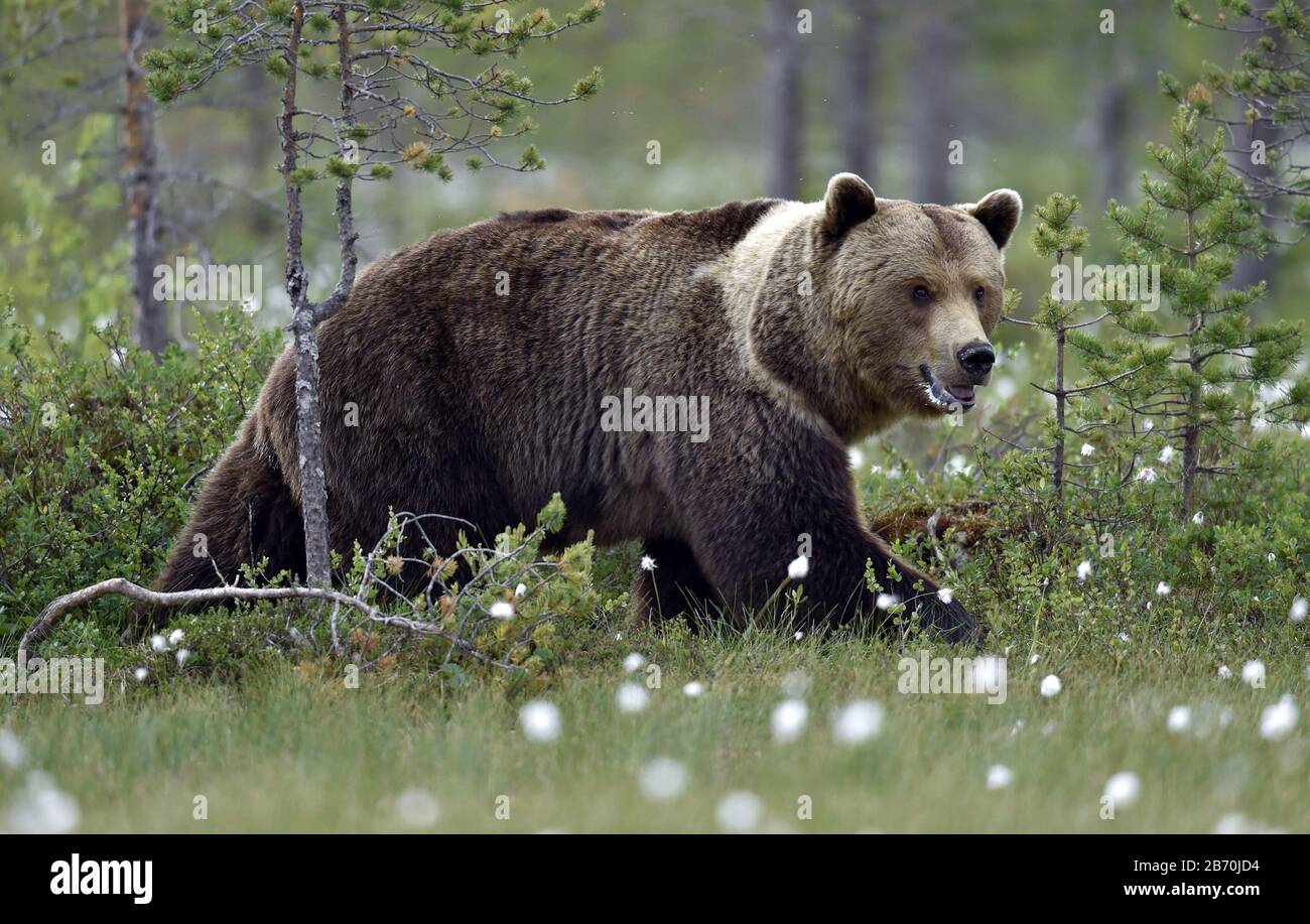 Big Adult Male of Brown bear in the summer forest. Scientific name ...