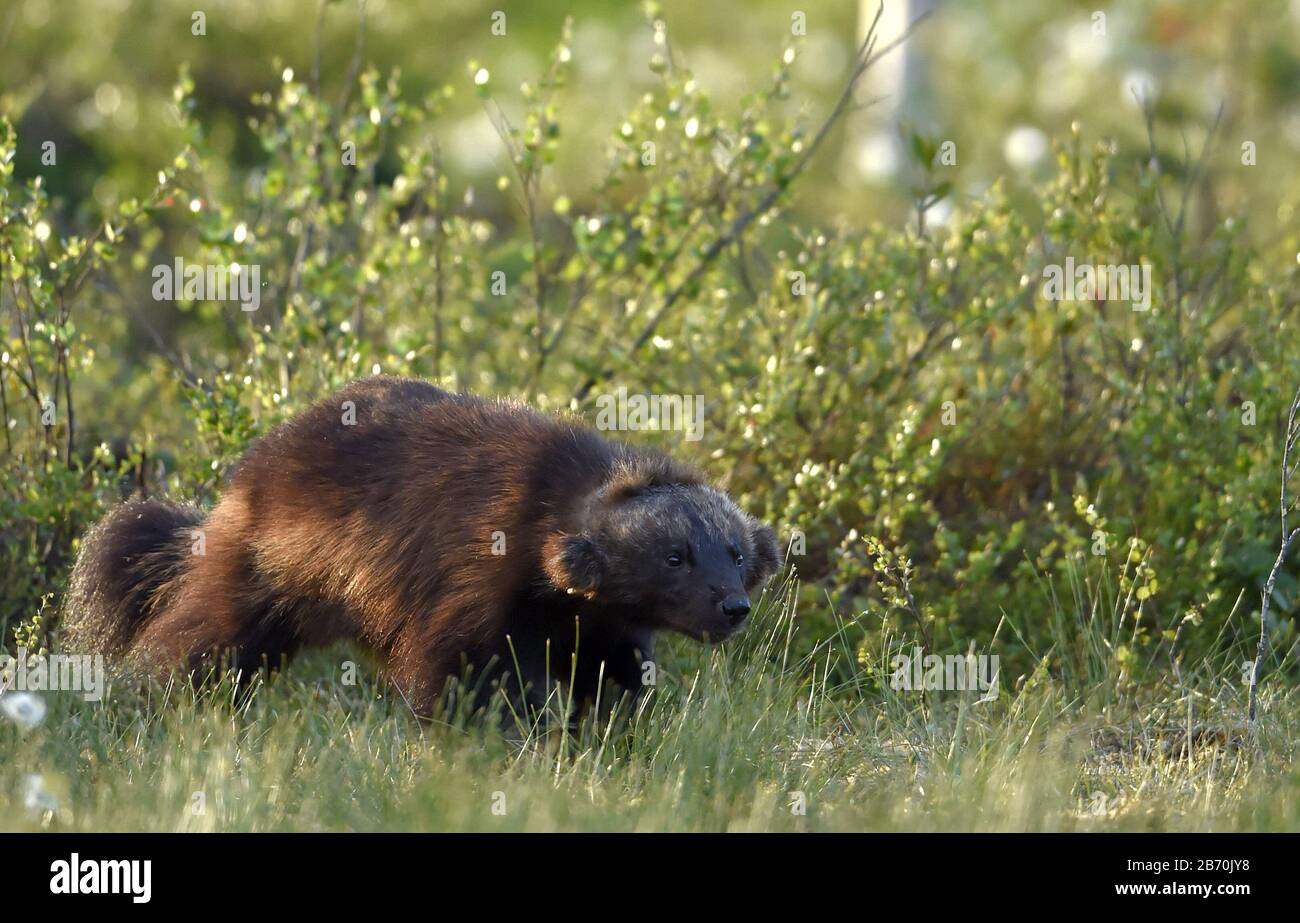 Wolverine glutton carcajou gulo gulo hi-res stock photography and ...