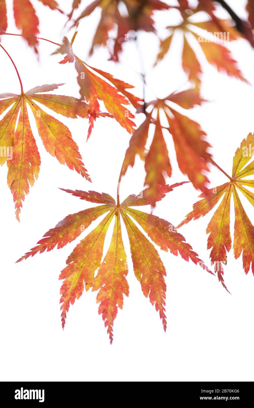 Autumn leaves from a Japanese Maple Tree Stock Photo - Alamy