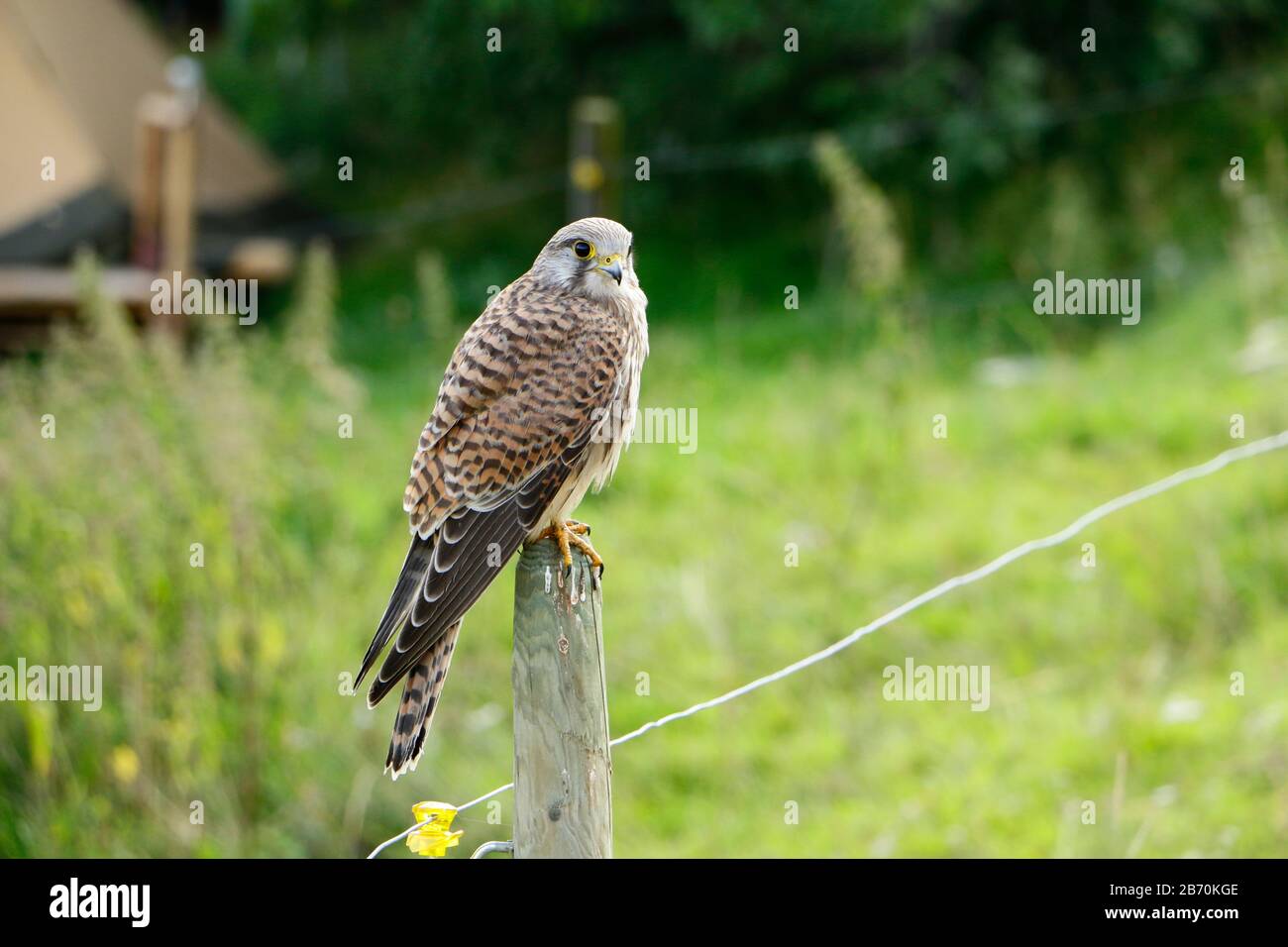 Falcon on a pole Stock Photo - Alamy