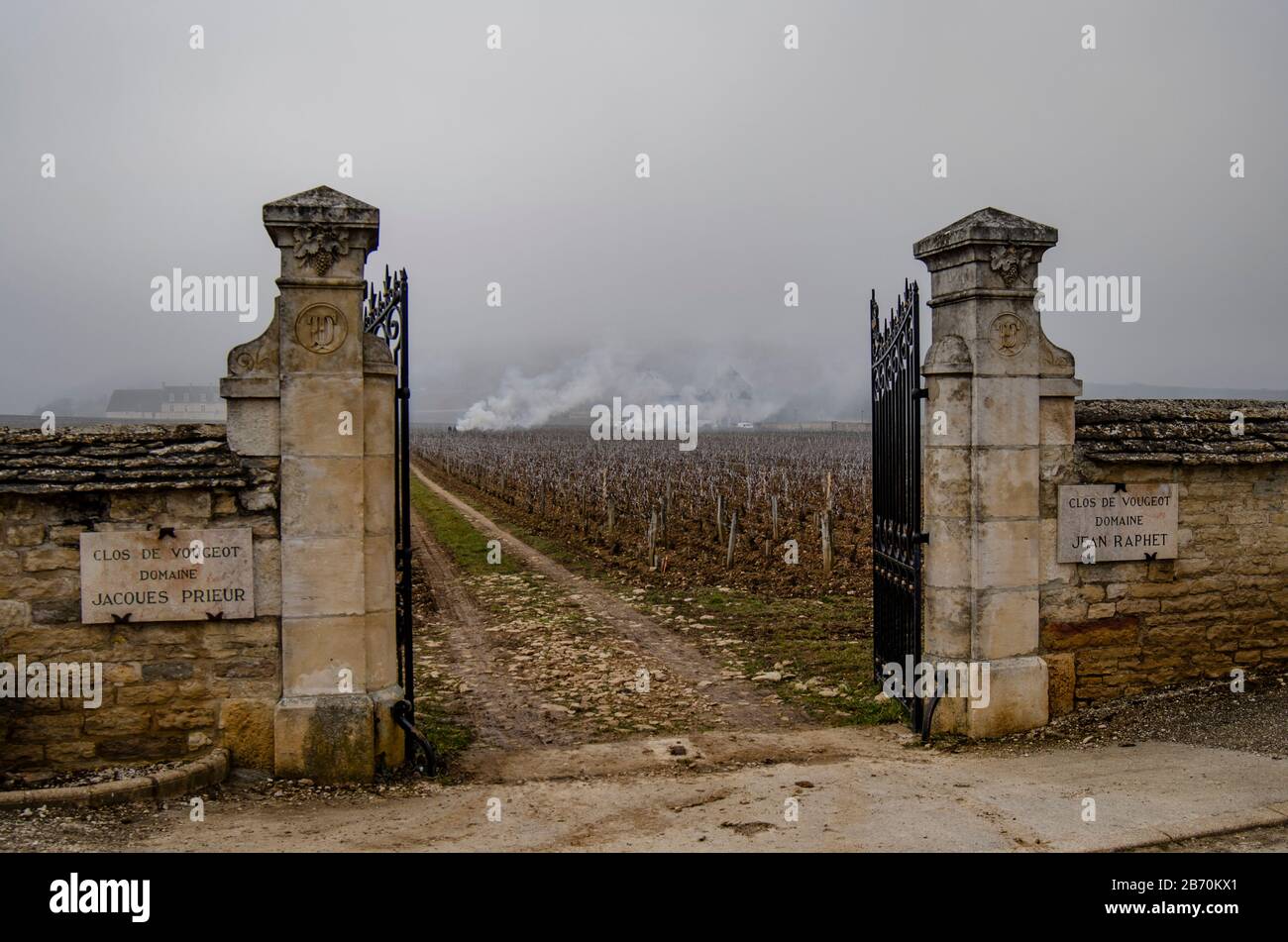 Vine Cuttings High Resolution Stock Photography and Images - Alamy