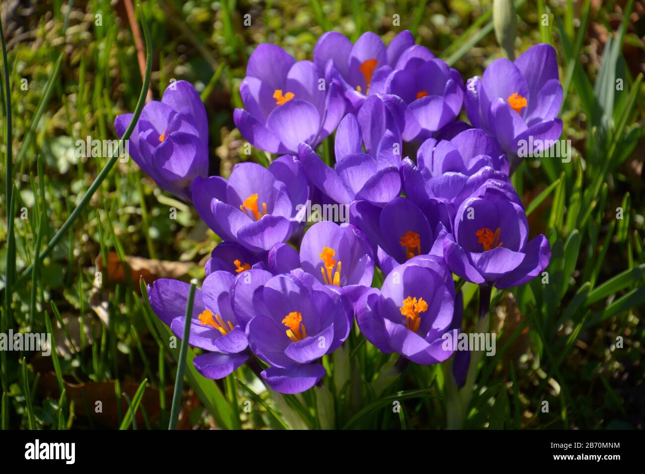 violet spring crocus in a meadow, spring background with purple crocus ...