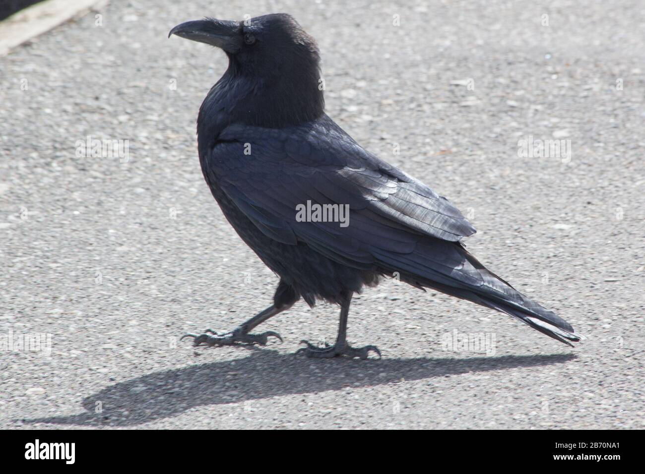 A raven on the sidewalk Stock Photo - Alamy