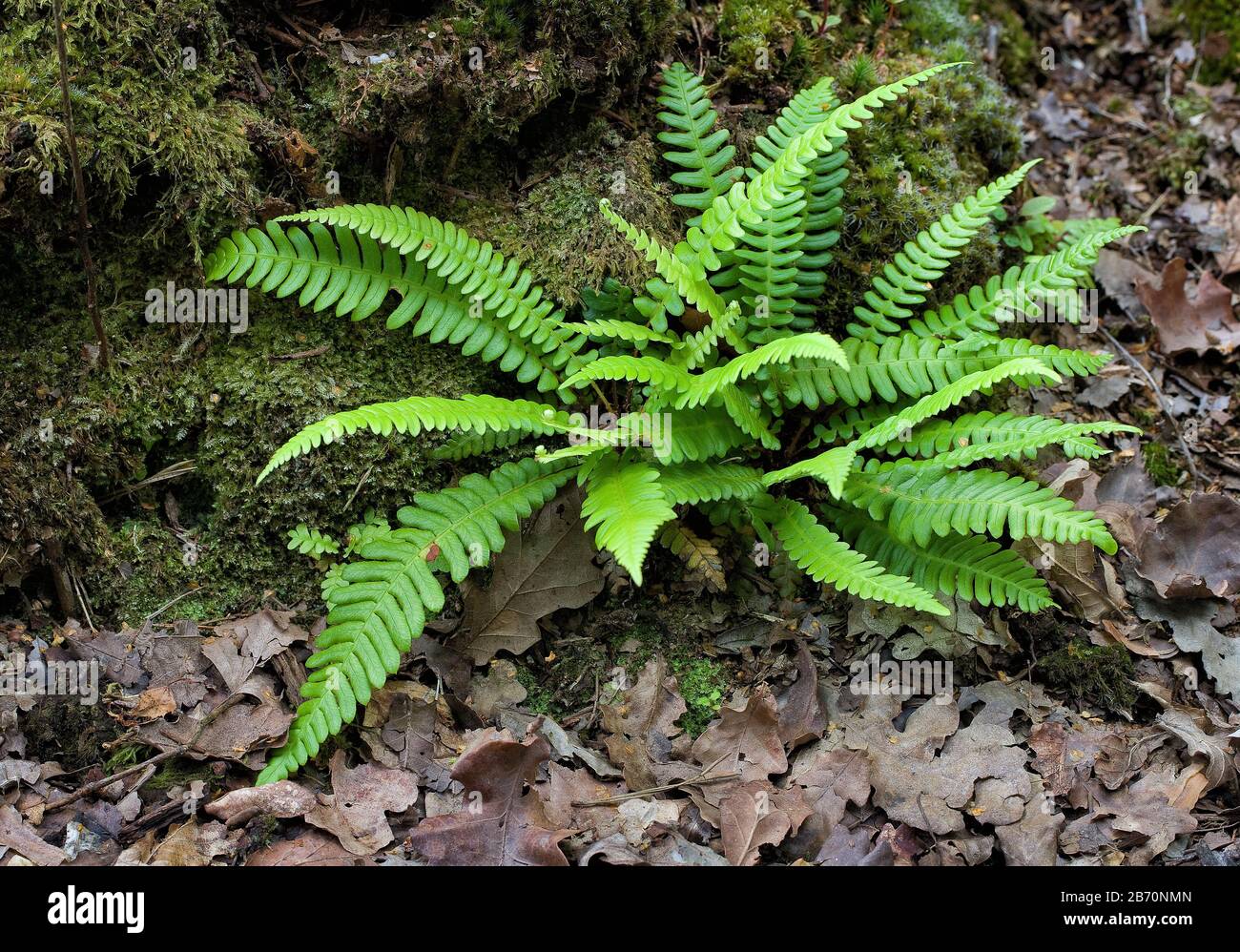 Common polypody fern hi-res stock photography and images - Alamy