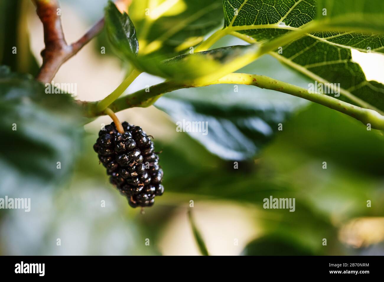 Ripe and fresh fruits of black mulberry ripened on a tree branch ...