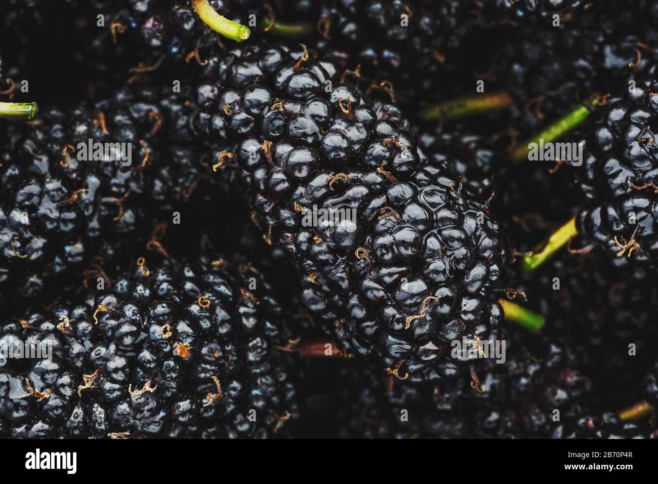 Ripe and fresh fruit of black mulberry, healthy food of juicy mulberry ...