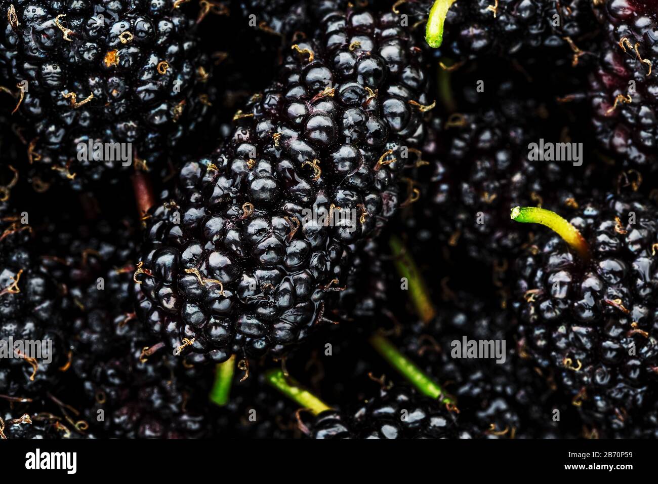 Ripe and fresh fruit of black mulberry, healthy food of juicy mulberry ...