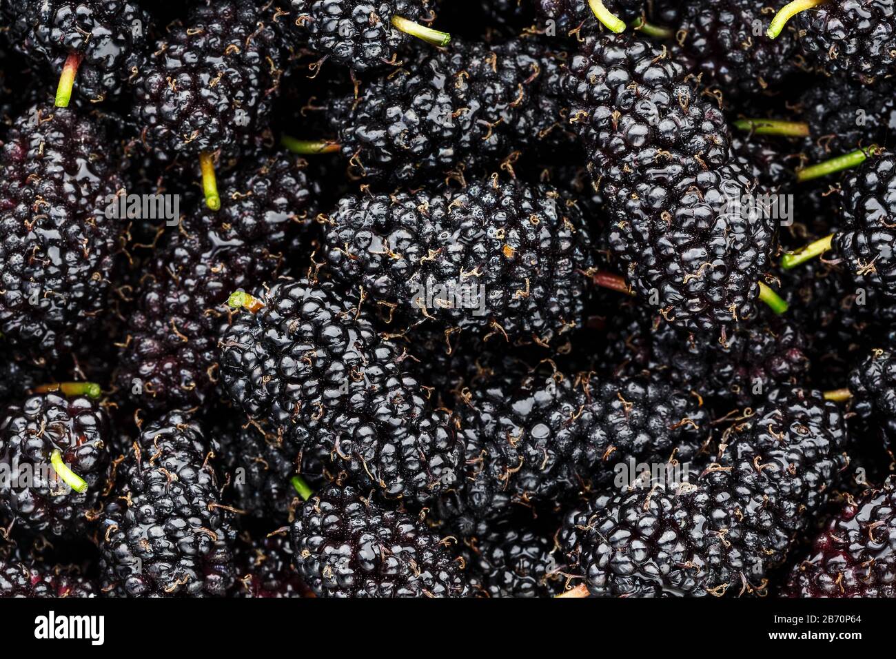 Ripe and fresh fruit of black mulberry, healthy food of juicy mulberry ...