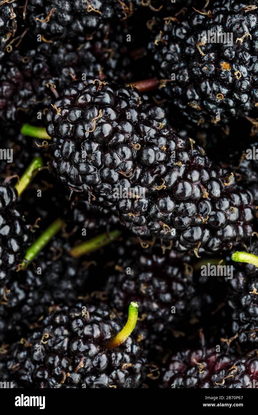 Ripe and fresh fruit of black mulberry, healthy food of juicy mulberry ...