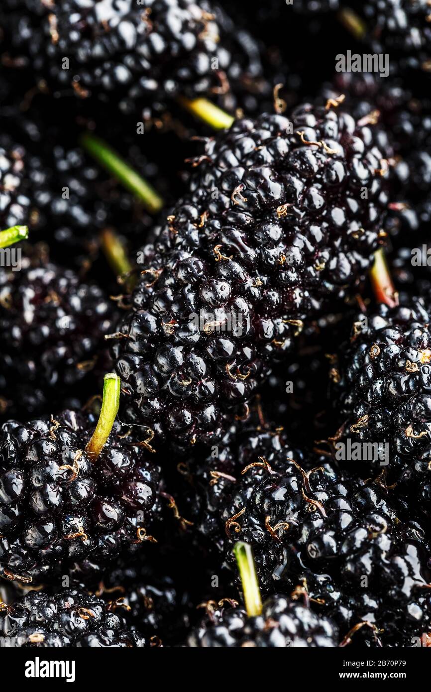 Ripe and fresh fruit of black mulberry, healthy food of juicy mulberry ...
