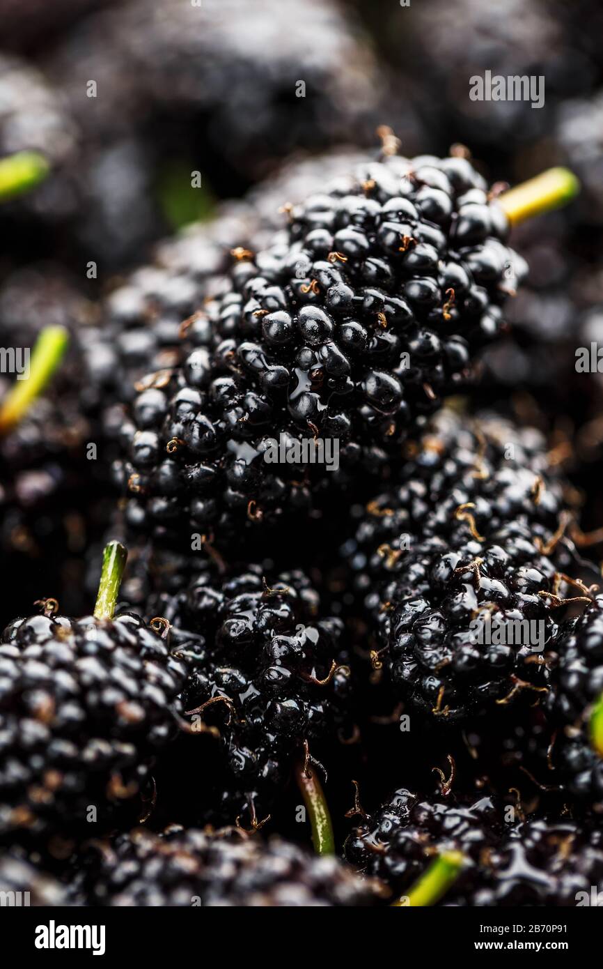 Ripe and fresh fruit of black mulberry, healthy food of juicy mulberry ...
