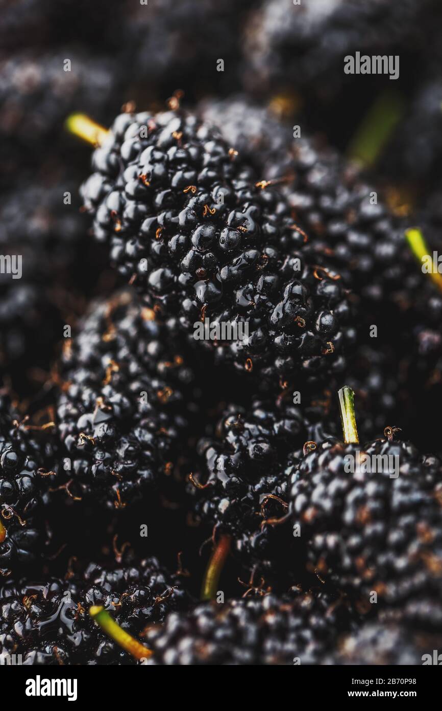 Ripe and fresh fruit of black mulberry, healthy food of juicy mulberry ...