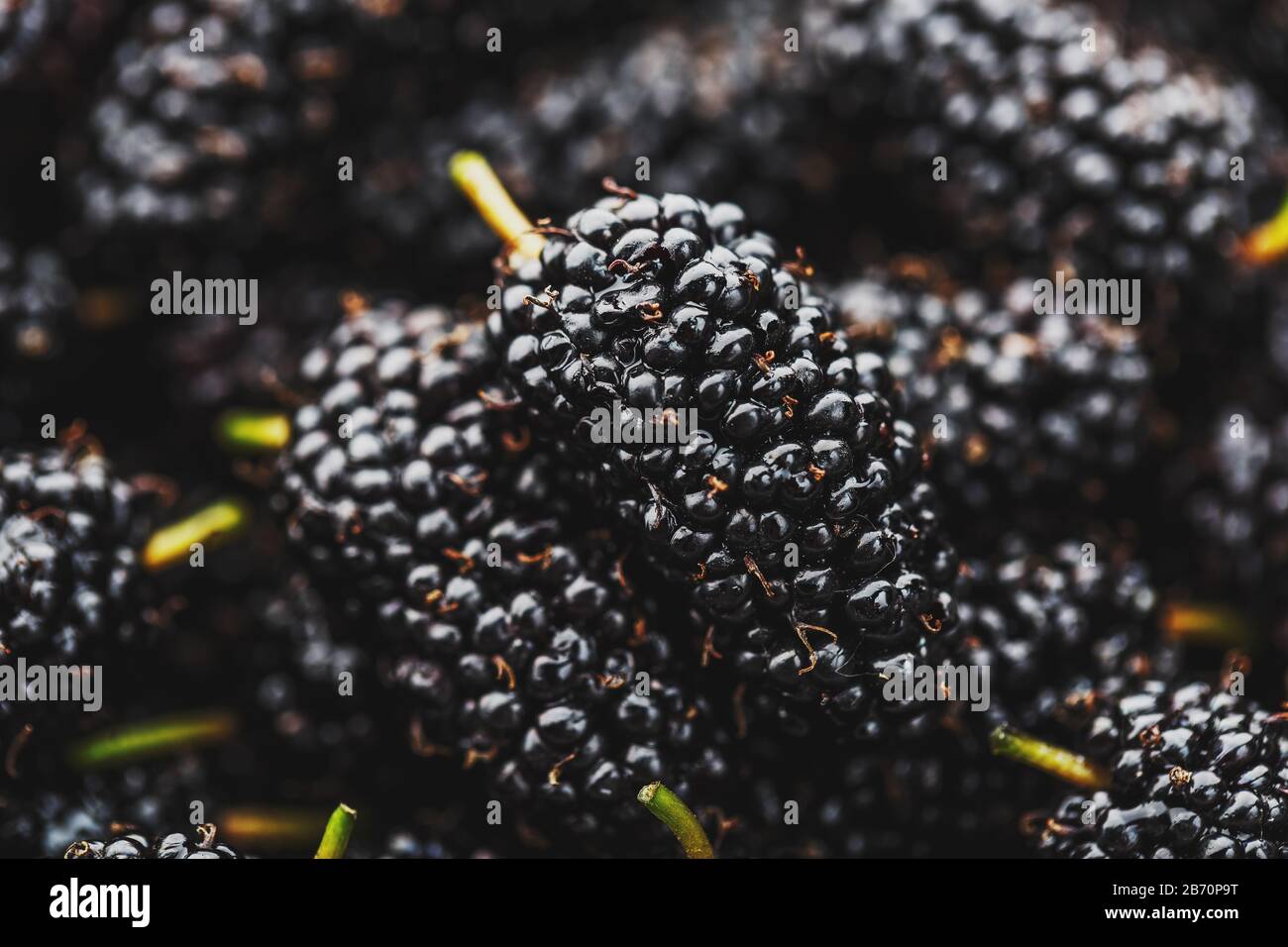 Ripe and fresh fruit of black mulberry, healthy food of juicy mulberry ...