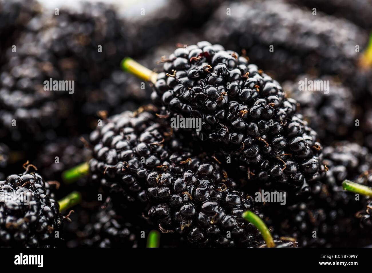 Ripe and fresh fruit of black mulberry, healthy food of juicy mulberry ...